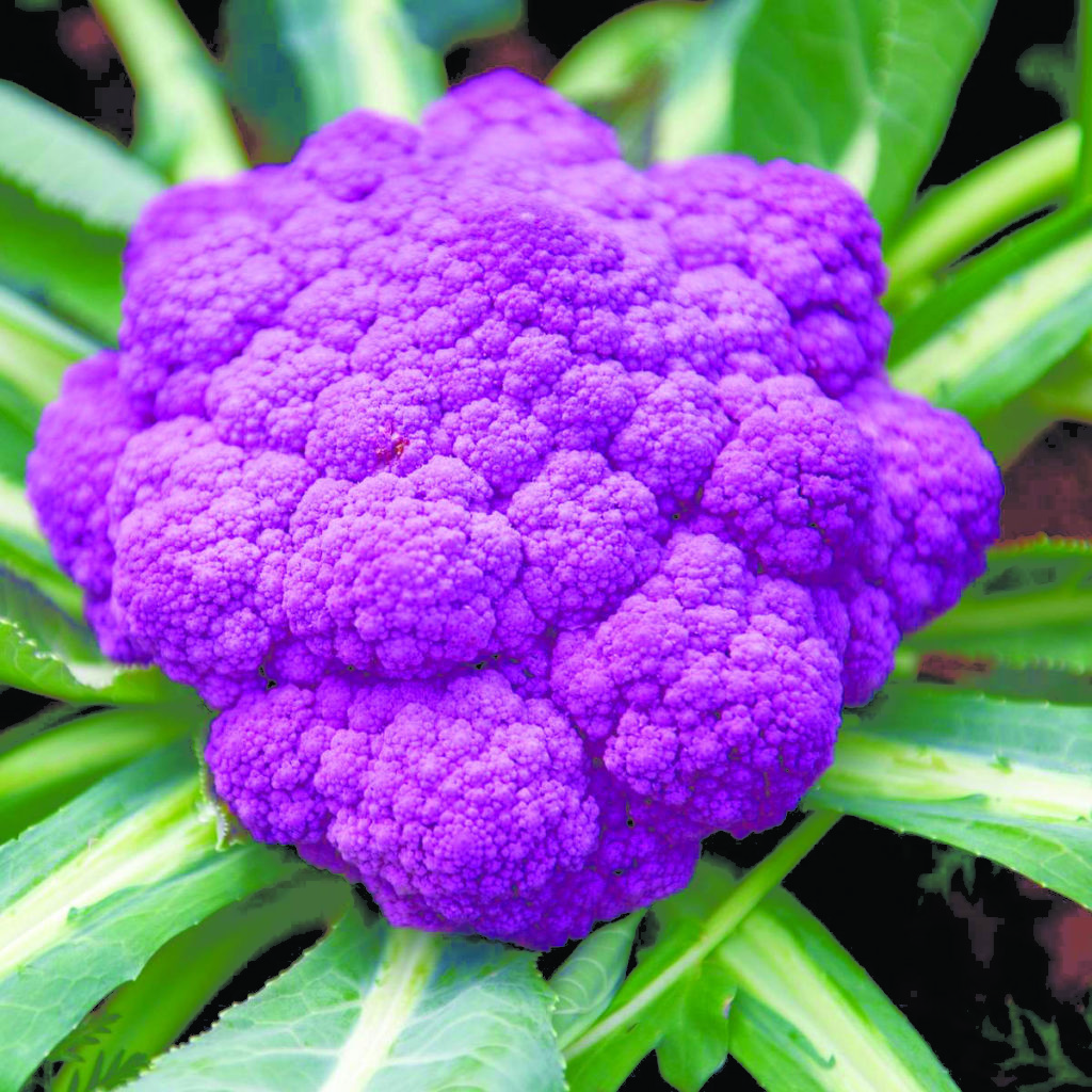 Purple of Sicily Cauliflower | Spirit Grower